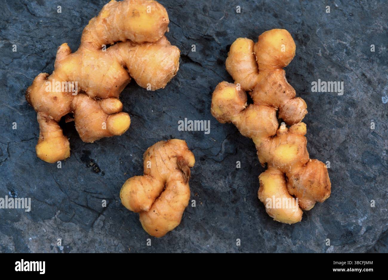 Common Ginger roots, ginger roots (zingiber officinale), asia, spice ...