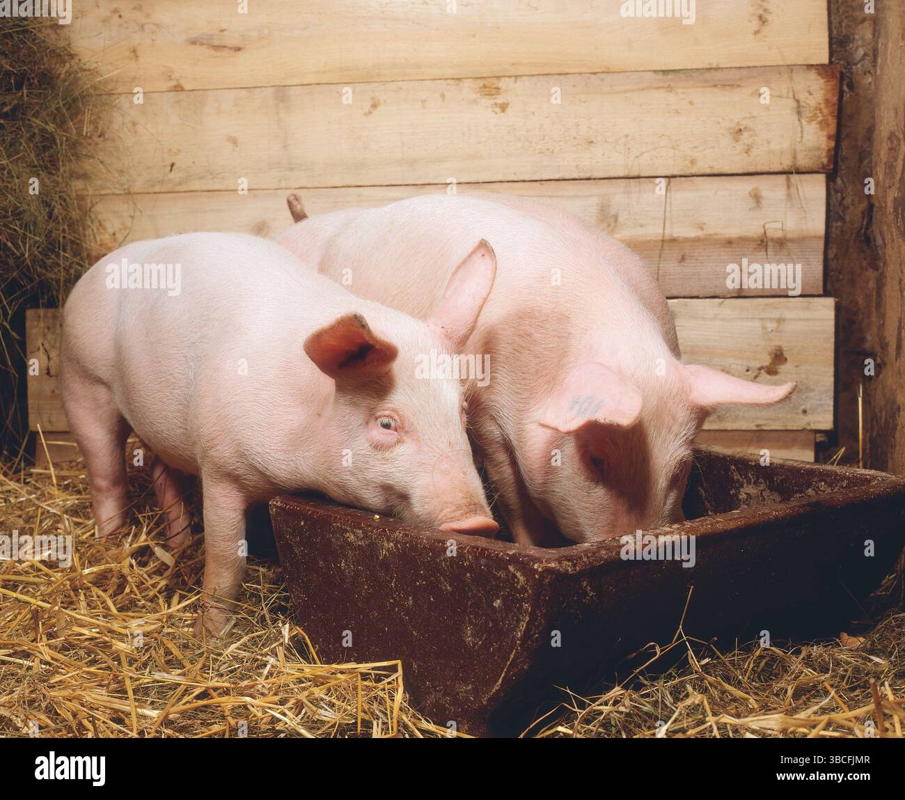 Domestic pigs in stable at feeding trough, pig, pigs, trough Stock ...