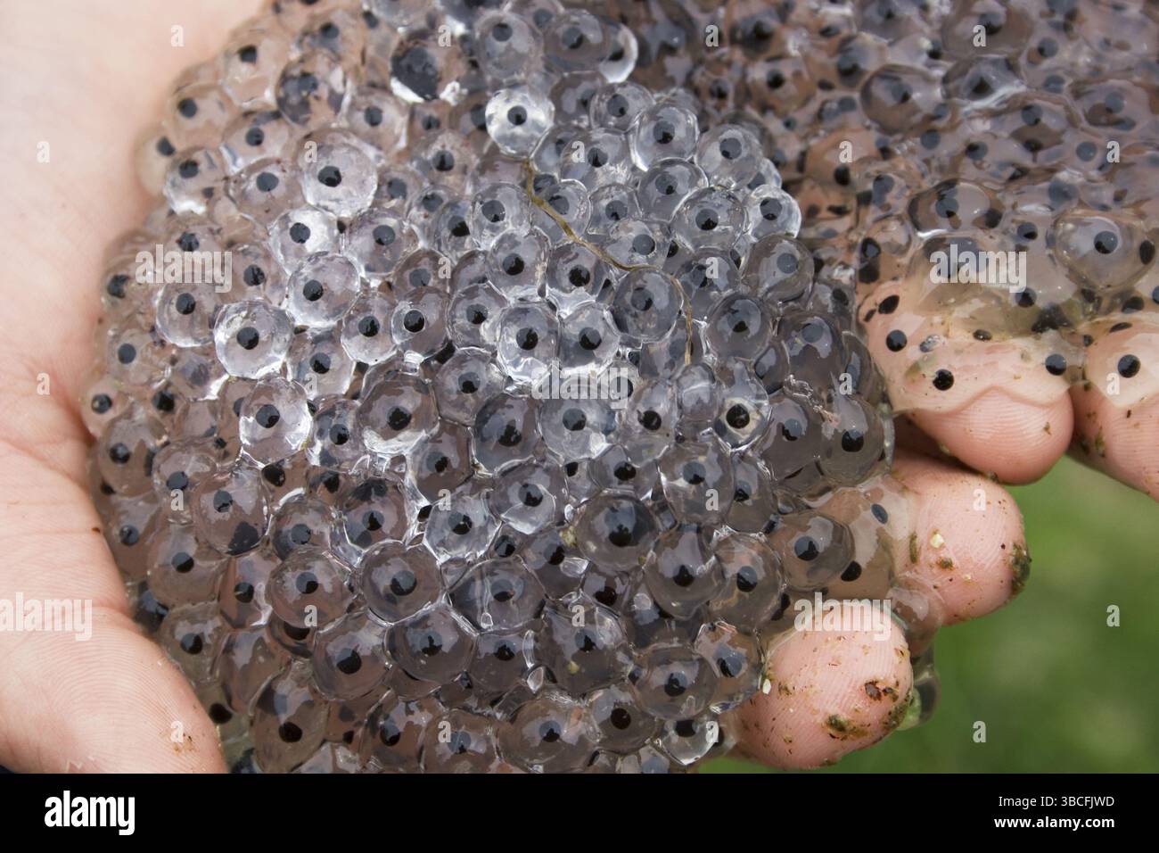 Frogspawn in children's hands, spawn, grass frogspawn (Rana temporaria ...