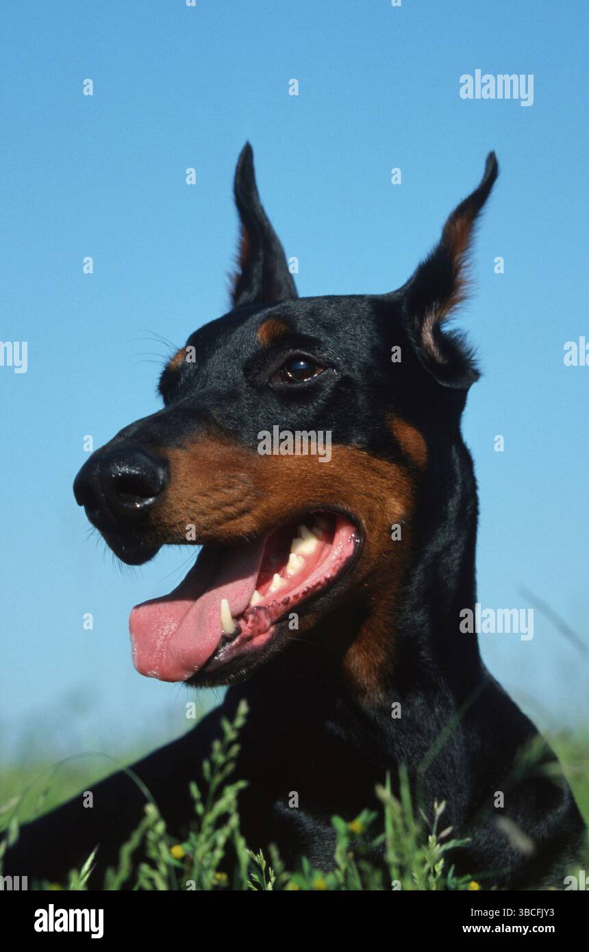 Doberman, Doberman Pinscher, animals, outside, outdoor, frontal, head ...