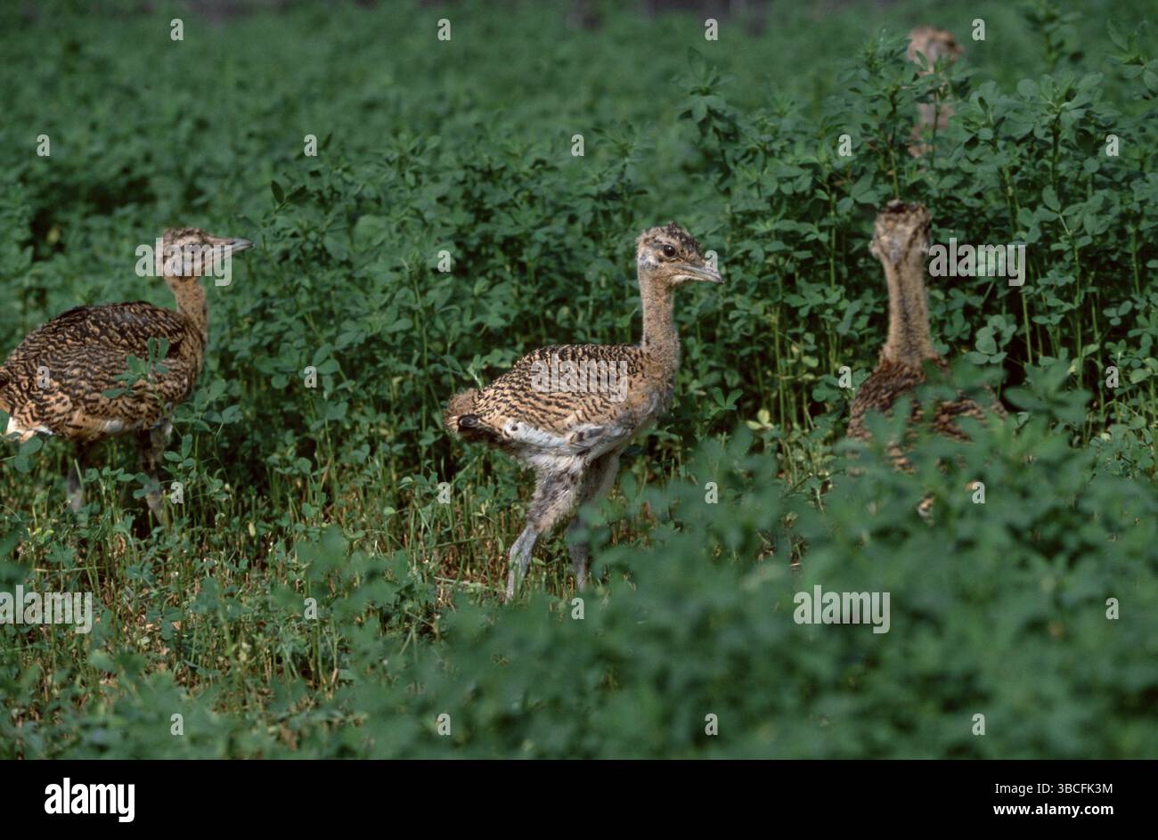 Great bustards (Otis tarda) in breeding station, Hungary, Great Bustard ...