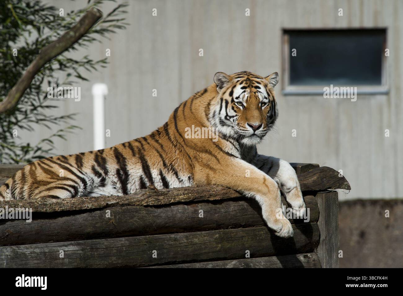 Siberian tiger (Panthera tigris altaica) at the zoo, zoo, Boras ...