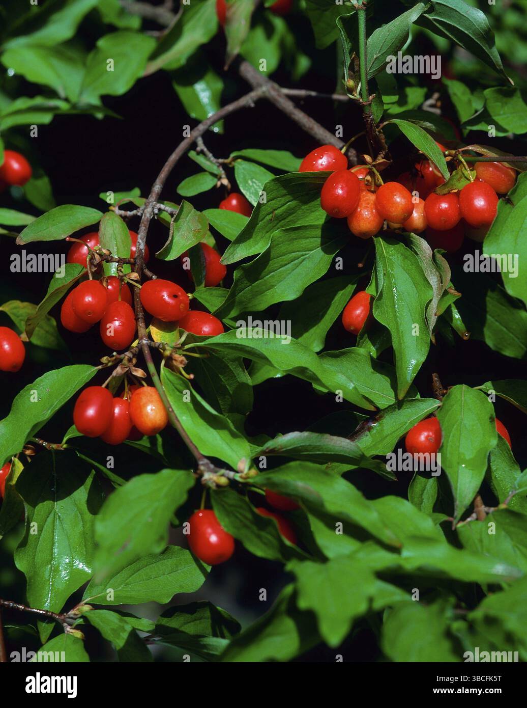 Fruits of the Cornelian cherry (Cornus mas Stock Photo - Alamy