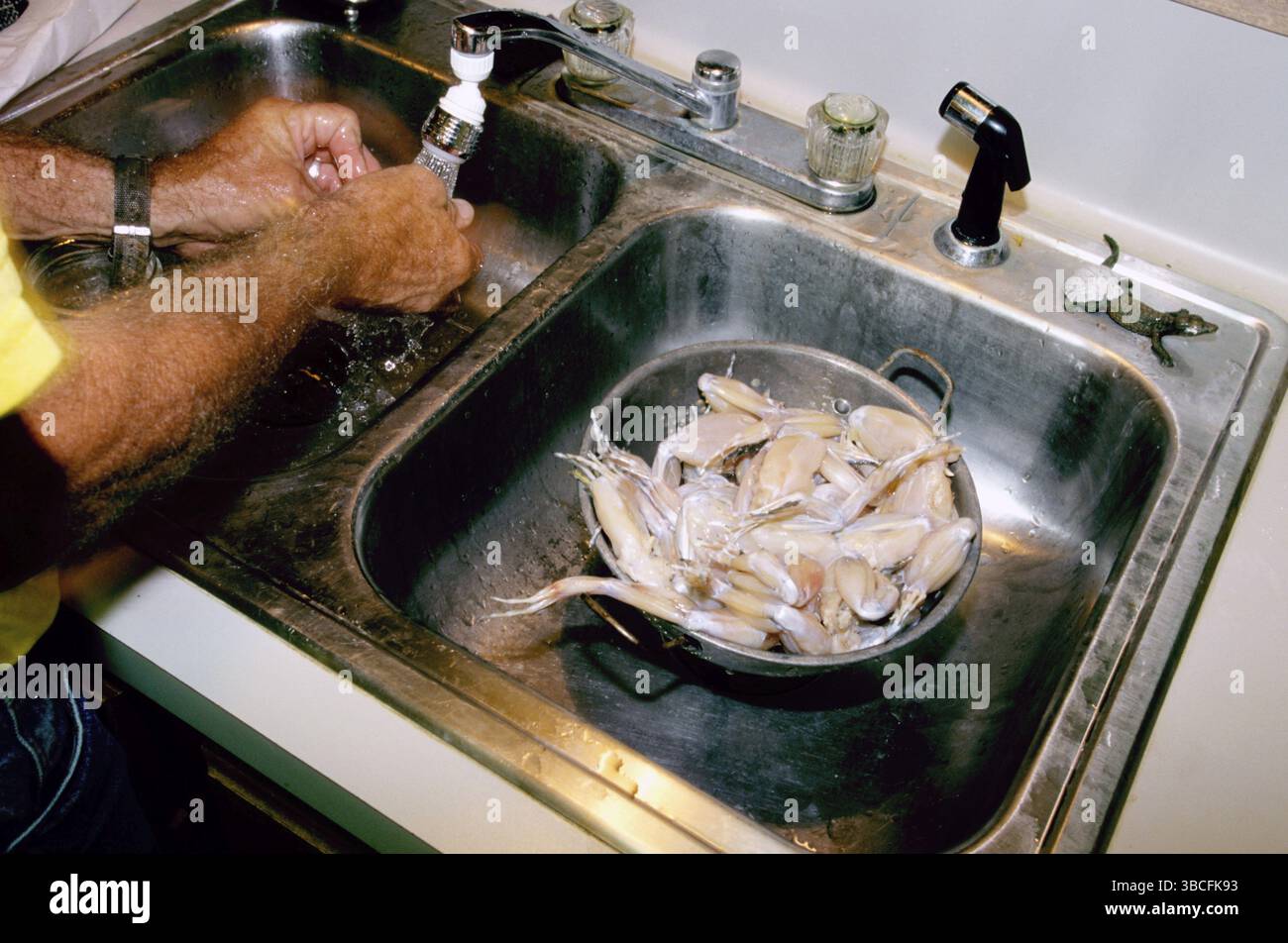 Cleaning frog legs from North American bullfrogs (Rana catesbeiana ...