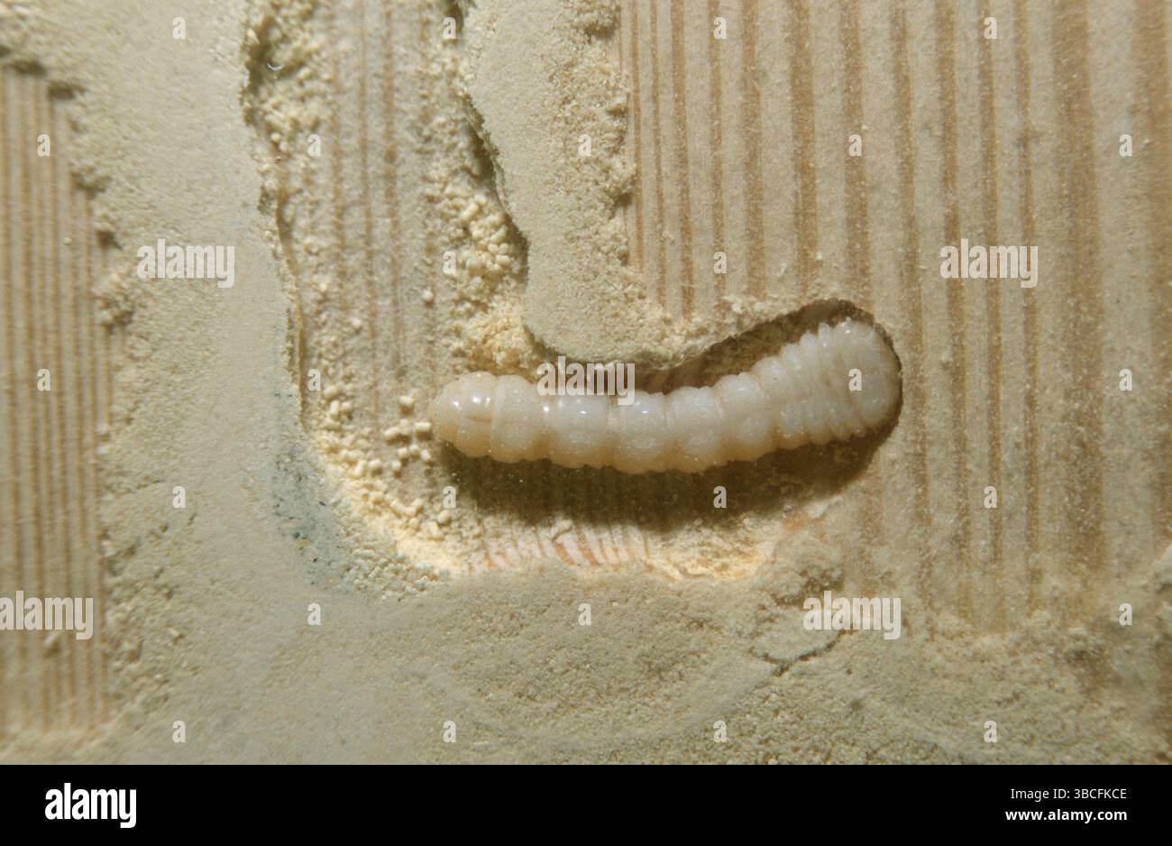 House Longhorn Beetle (Hylotrupes bajulus), larva, Hausbockkaefer ...