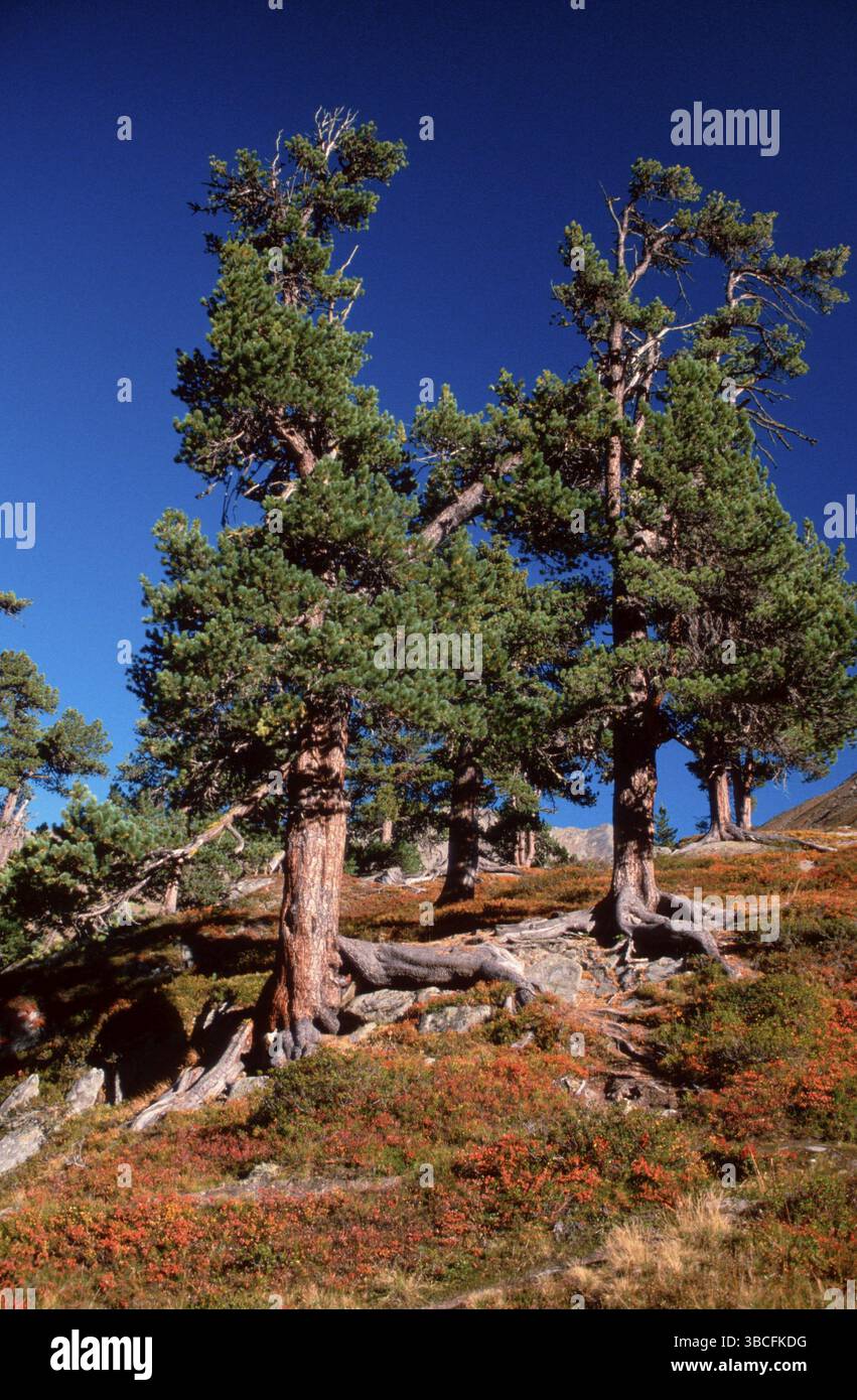 Swiss Stone Pines, Swiss pines (Pinus cembra), Alps, alps, plants, conifer, coniferous trees ...