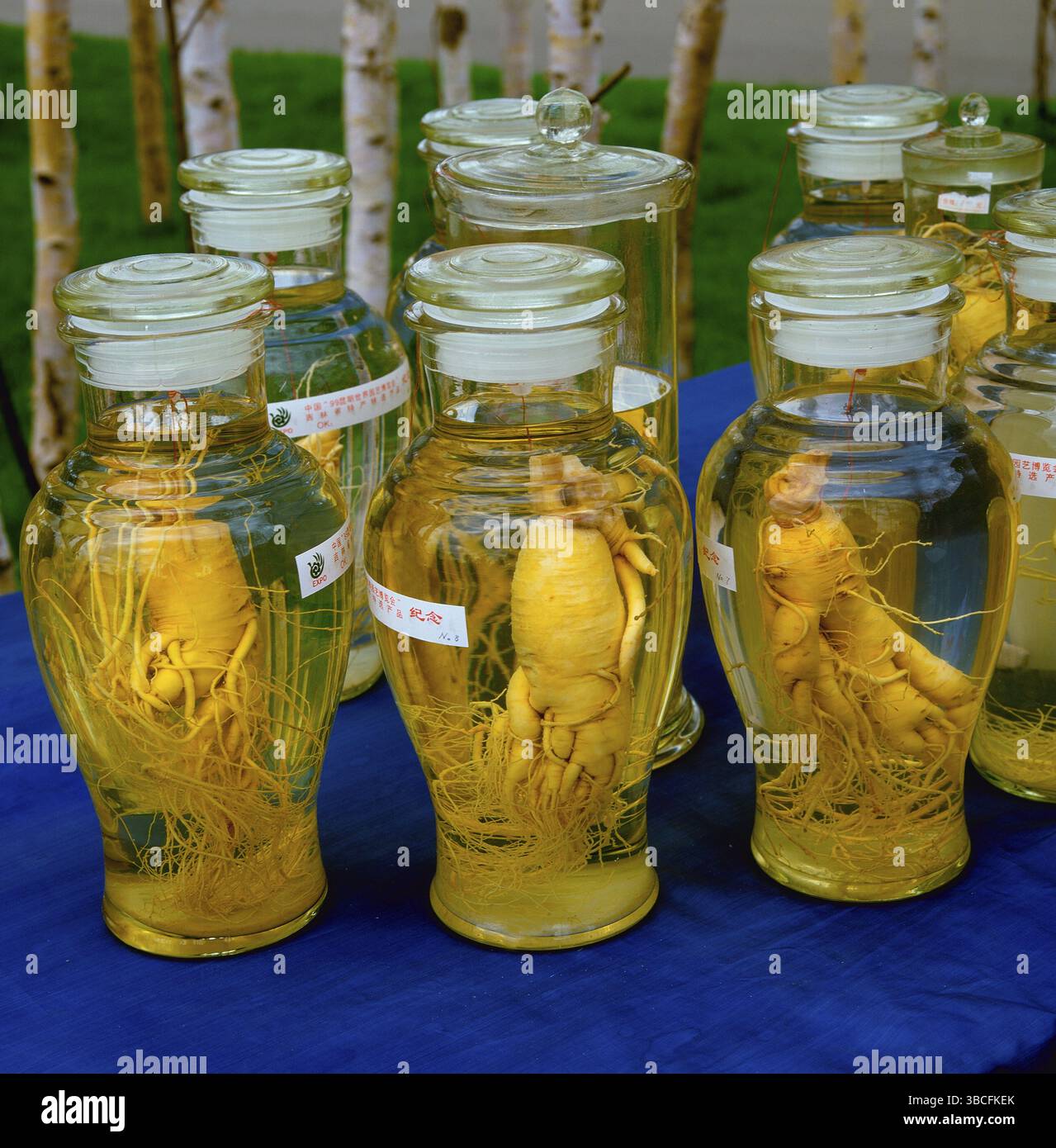 Asian ginseng roots in glass, real ginseng, pickled roots in glass ...