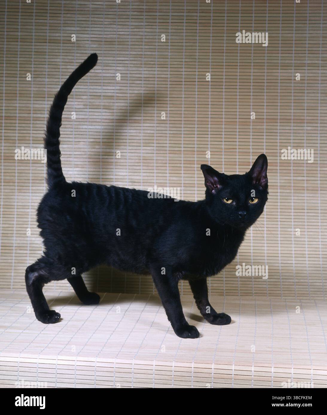 German rex cat hi-res stock photography and images - Alamy