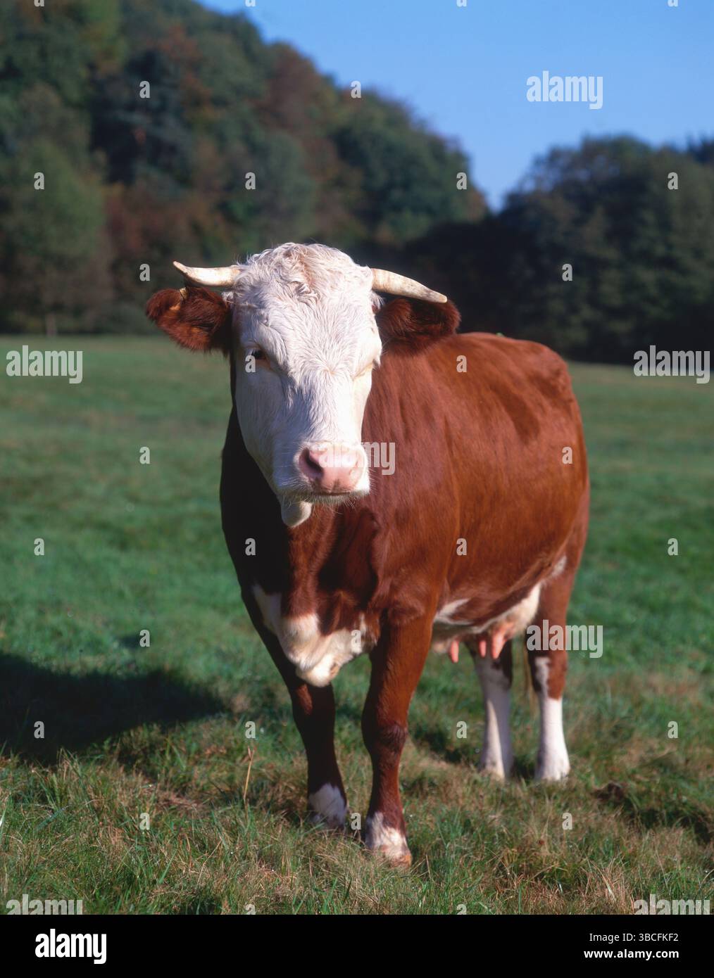 Cattle, cow, Hinterwald cattle, cow, cows Stock Photo - Alamy