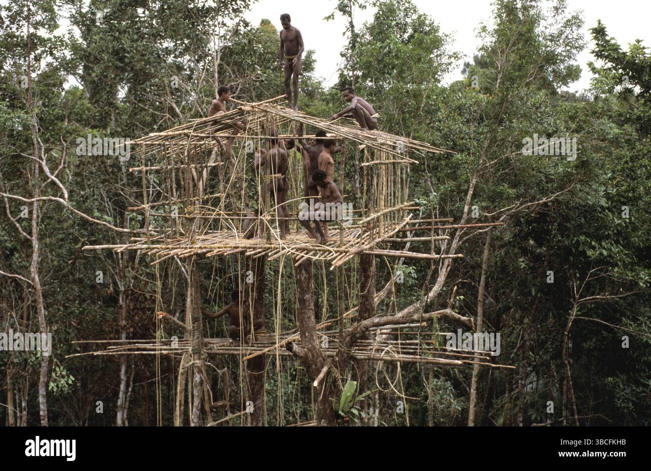 Men from the Korowai people build tree house, West Papua, West New ...