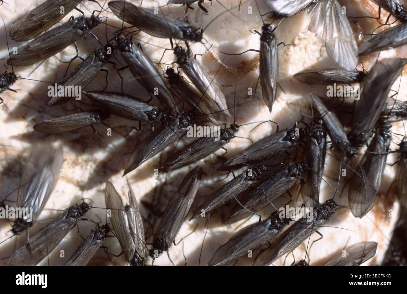 Caddis Flies, Lake Baikal, Russia (Trichoptera), Koecherfliegen ...