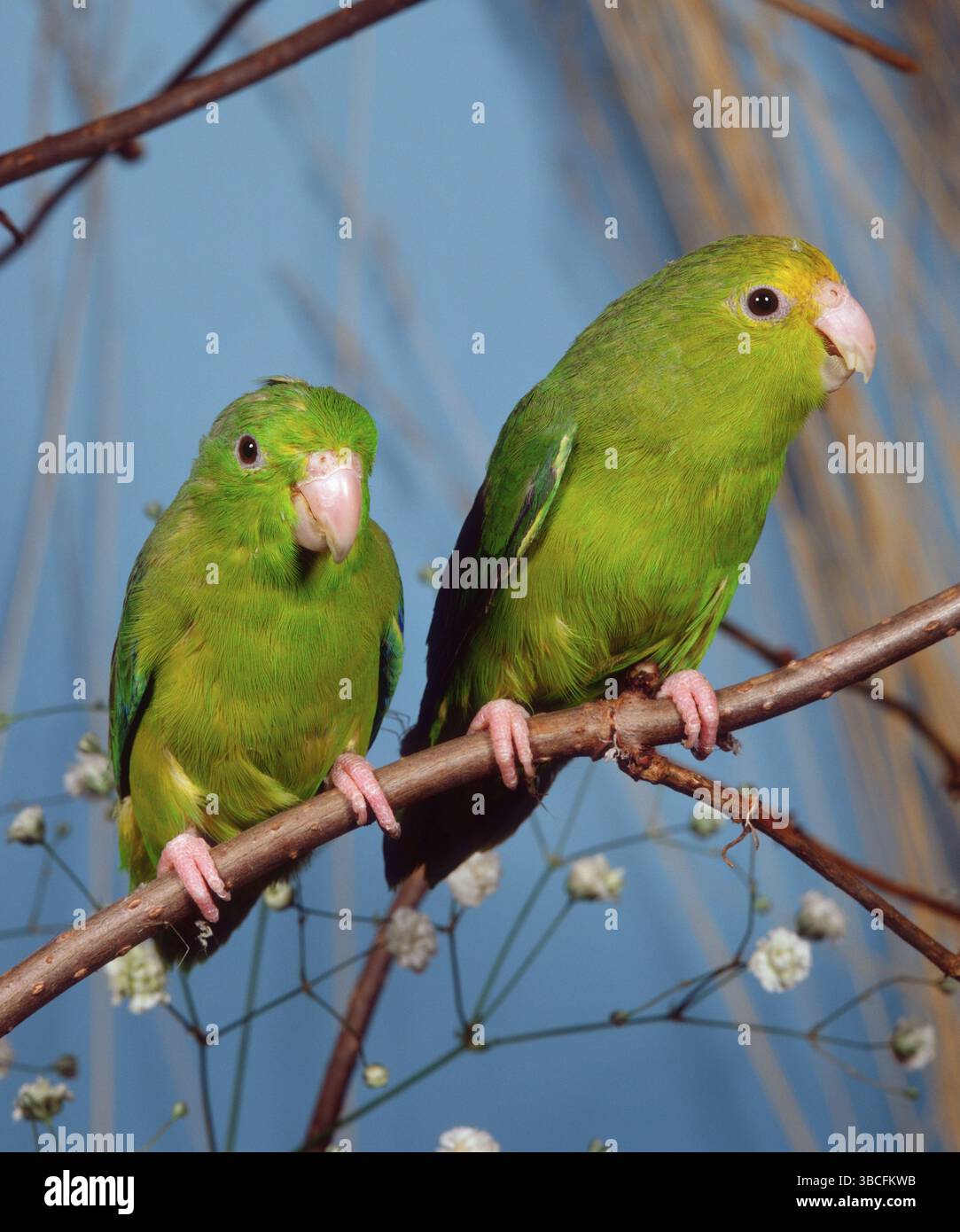 Green rumped parrotlet pair hi-res stock photography and images - Alamy