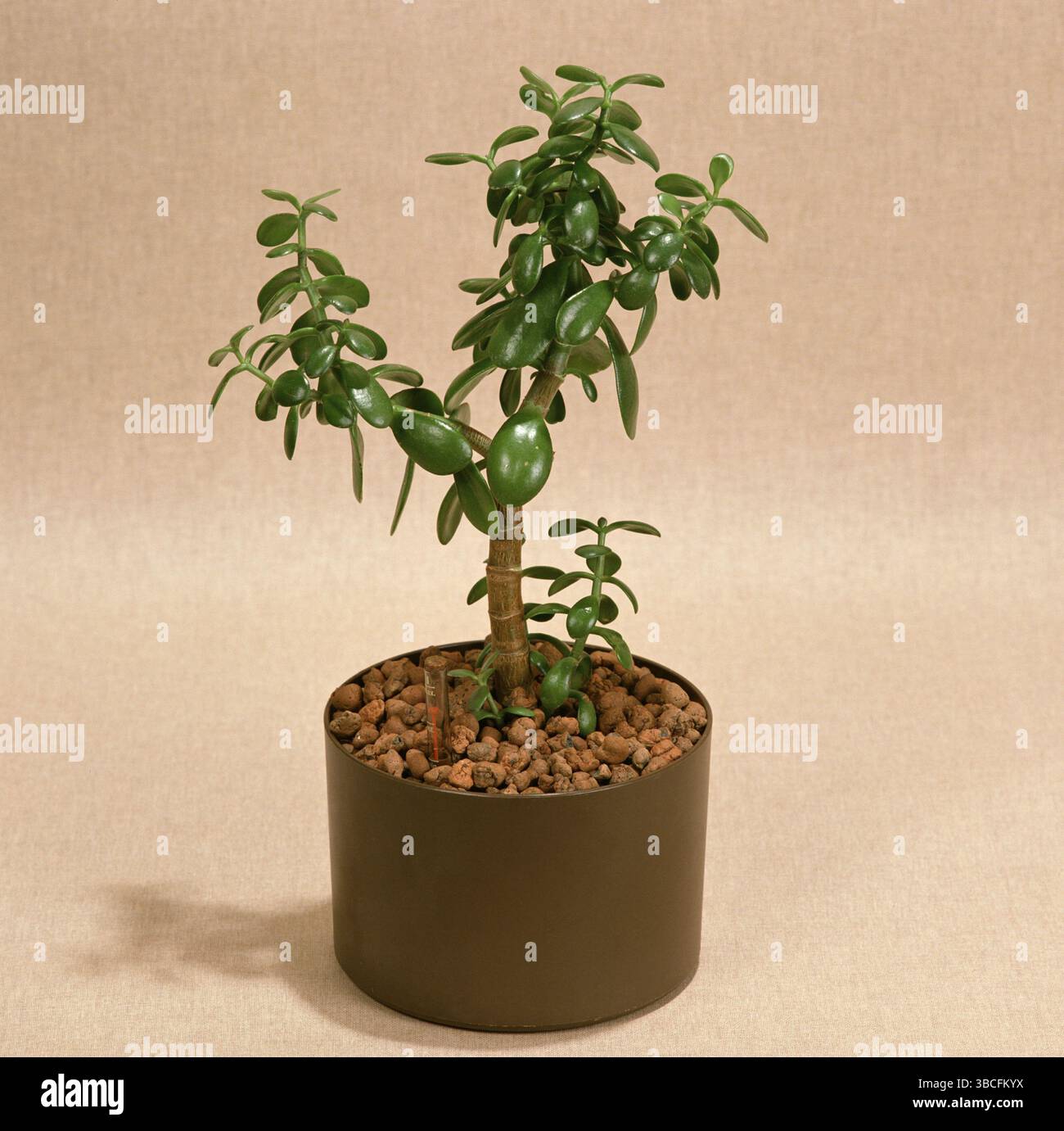 Jade Plant (Crassula obliqua) (Crassula ovata), pennywort tree, plants ...