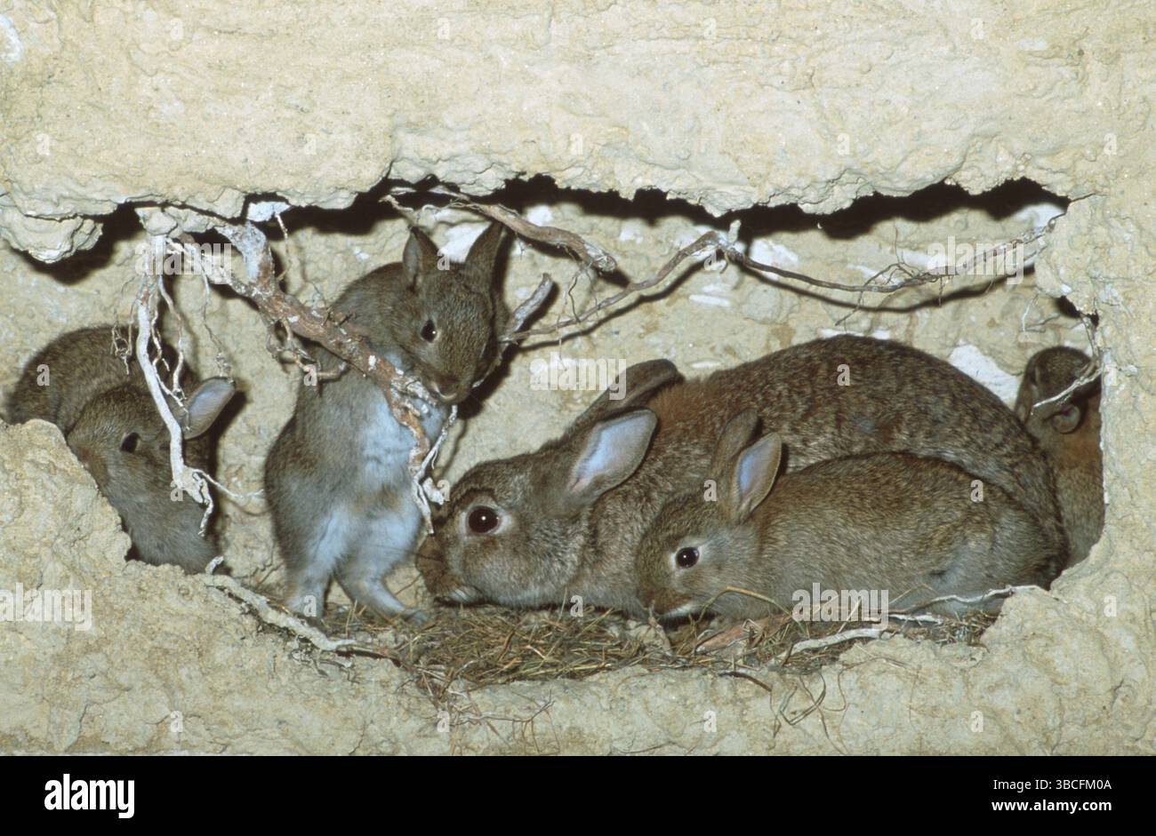 European rabbit (Oryctolagus cuniculus) with young in burrow, Germany ...