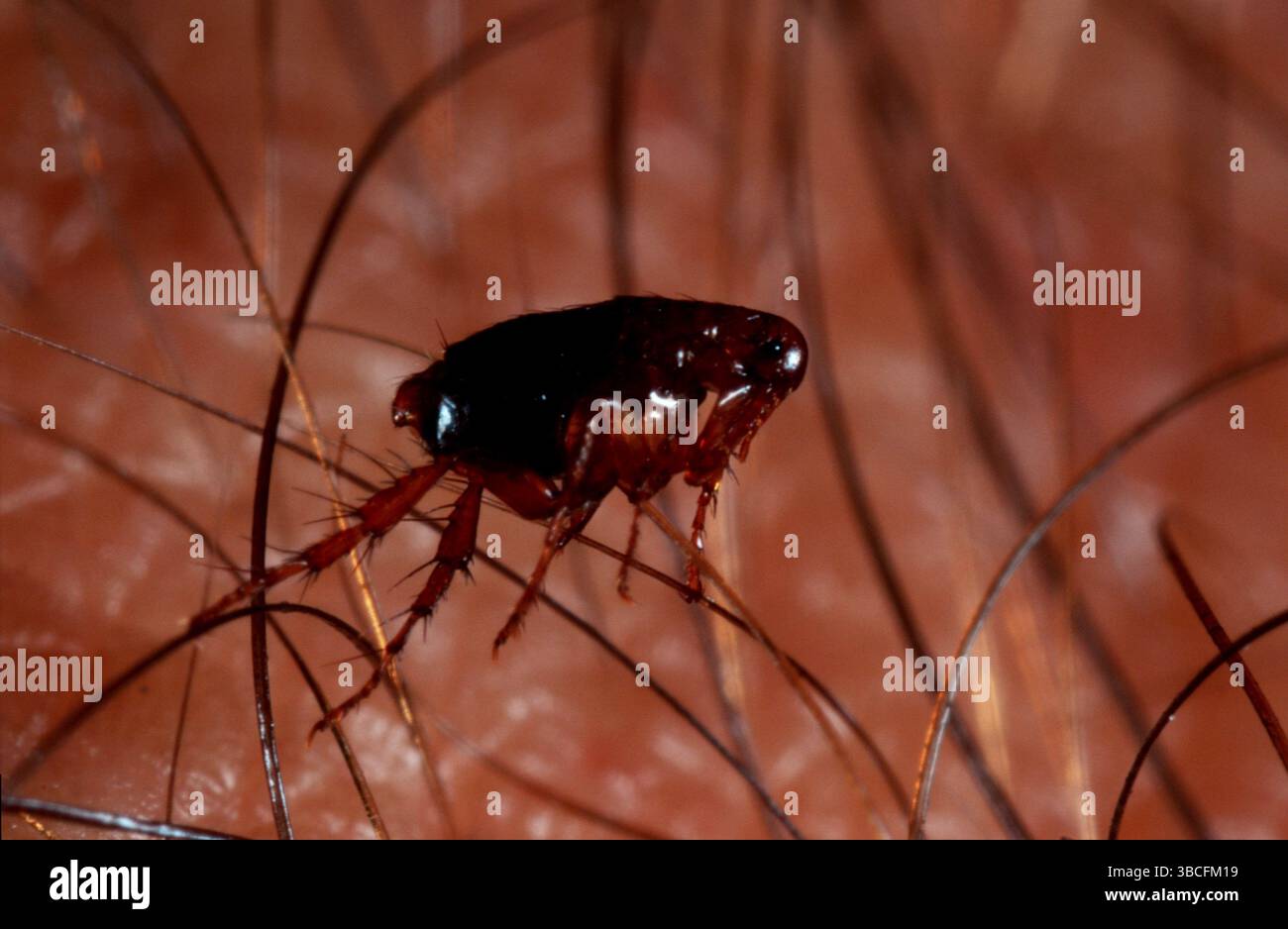 Siphonaptera hi-res stock photography and images - Alamy