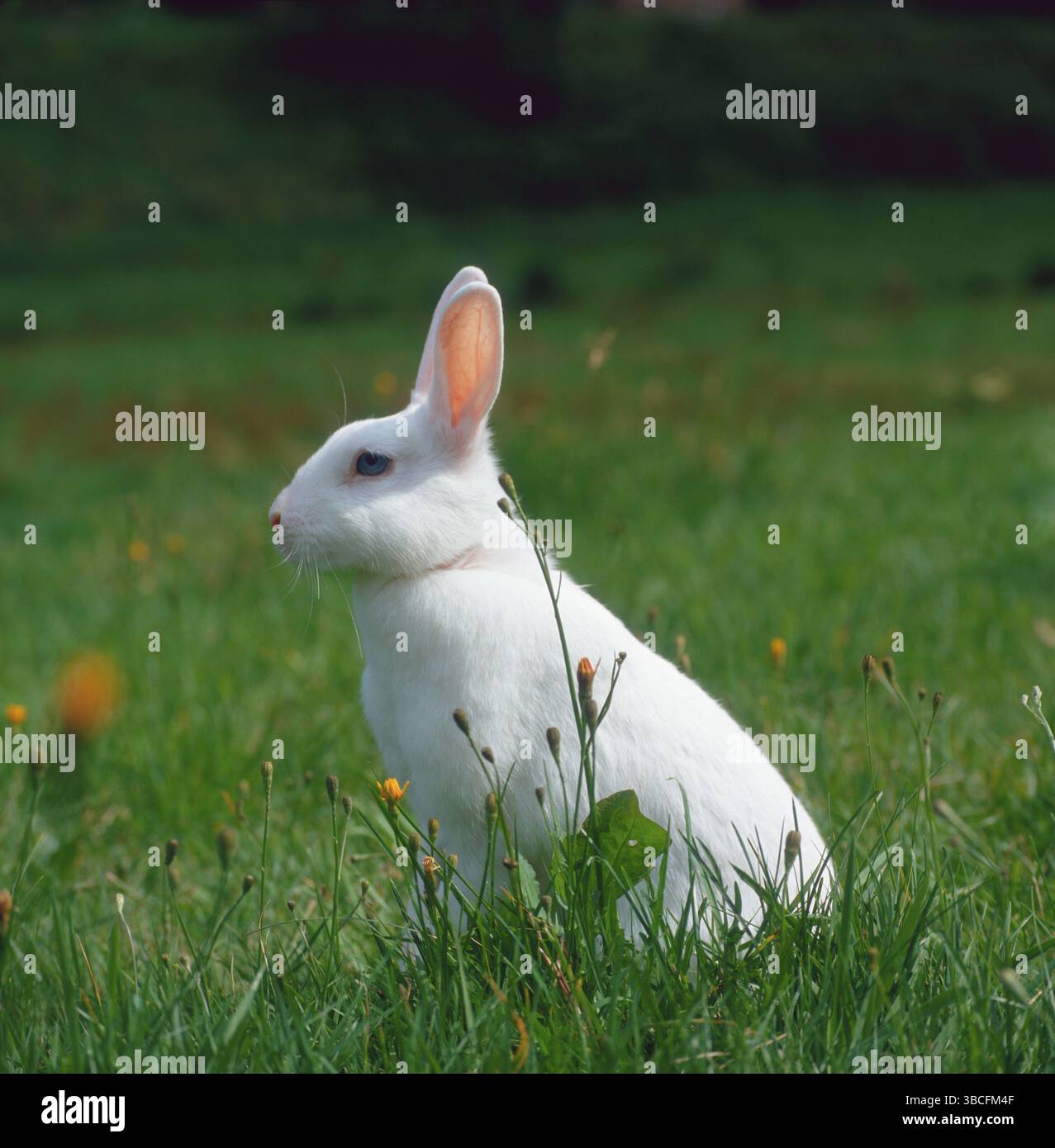 Domestic rabbit, lateral Stock Photo - Alamy