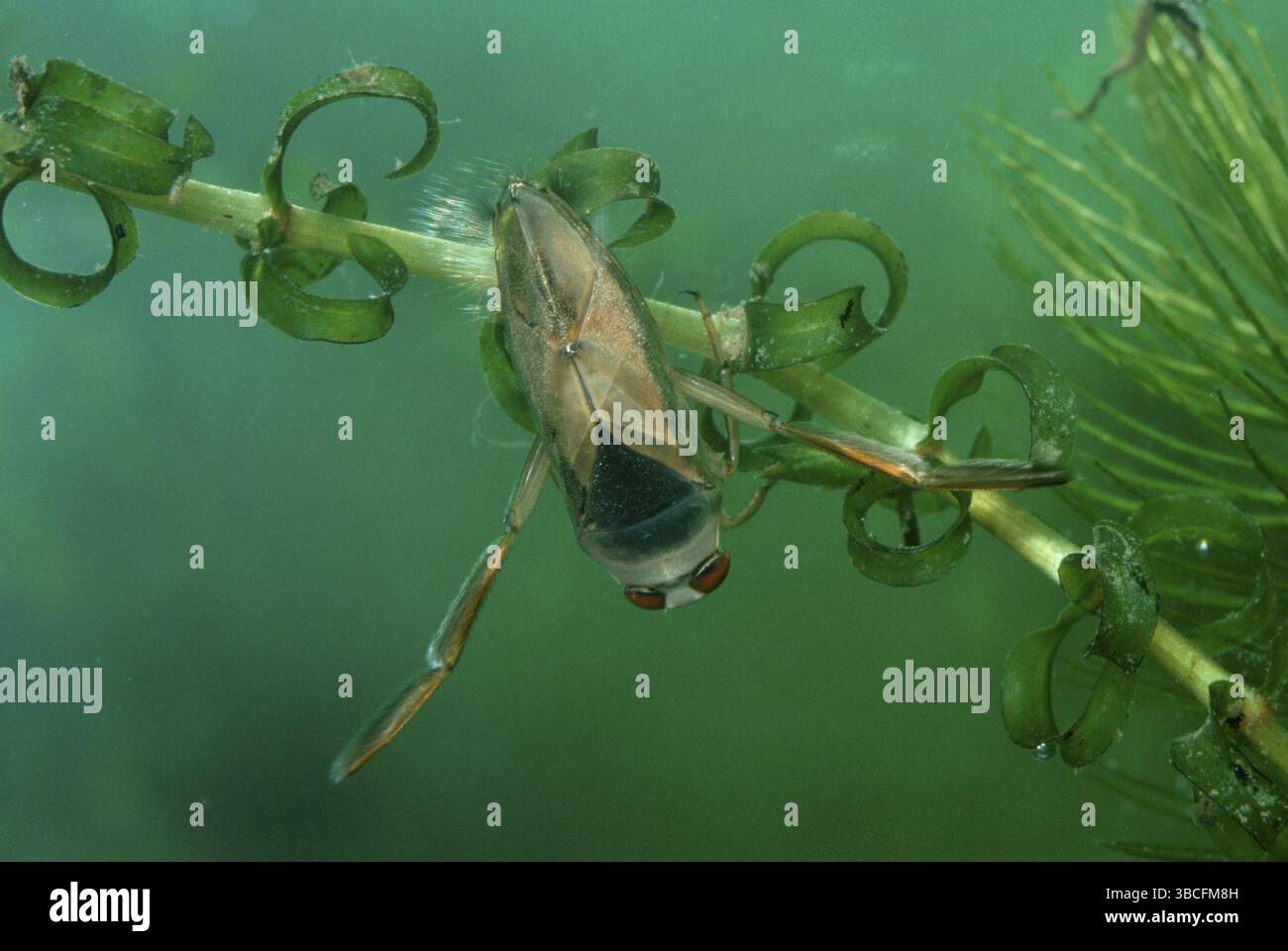 Backswimmer notonecta glauca hi-res stock photography and images - Alamy