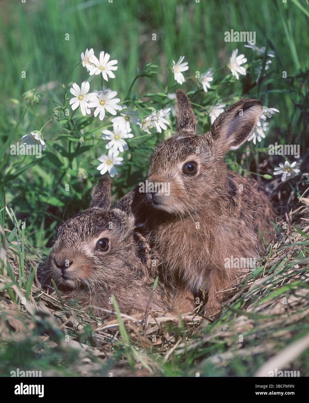 European hares (Lepus europaeus), young, hare, hares Stock Photo - Alamy