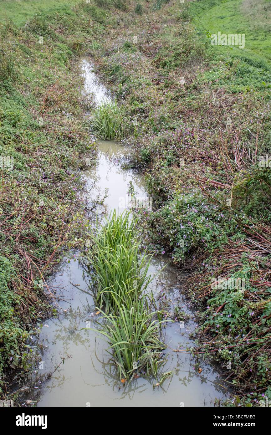 dirty water filled channel with low cut grass and weeds Stock Photo - Alamy