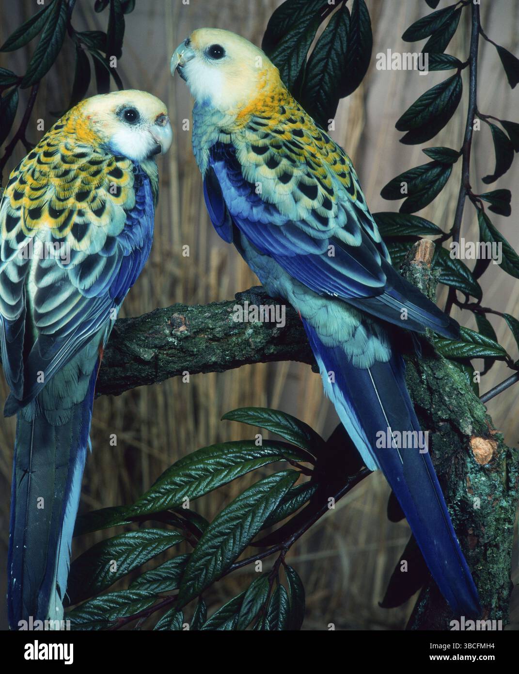Pale-headed rosellas, pair, Pale-headed rosellas (Platycercus adscitus ...