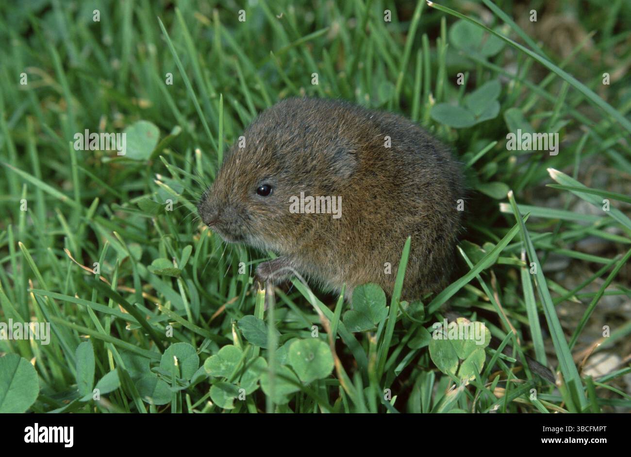 Vole, field mouse (Microtus arvalis Stock Photo - Alamy