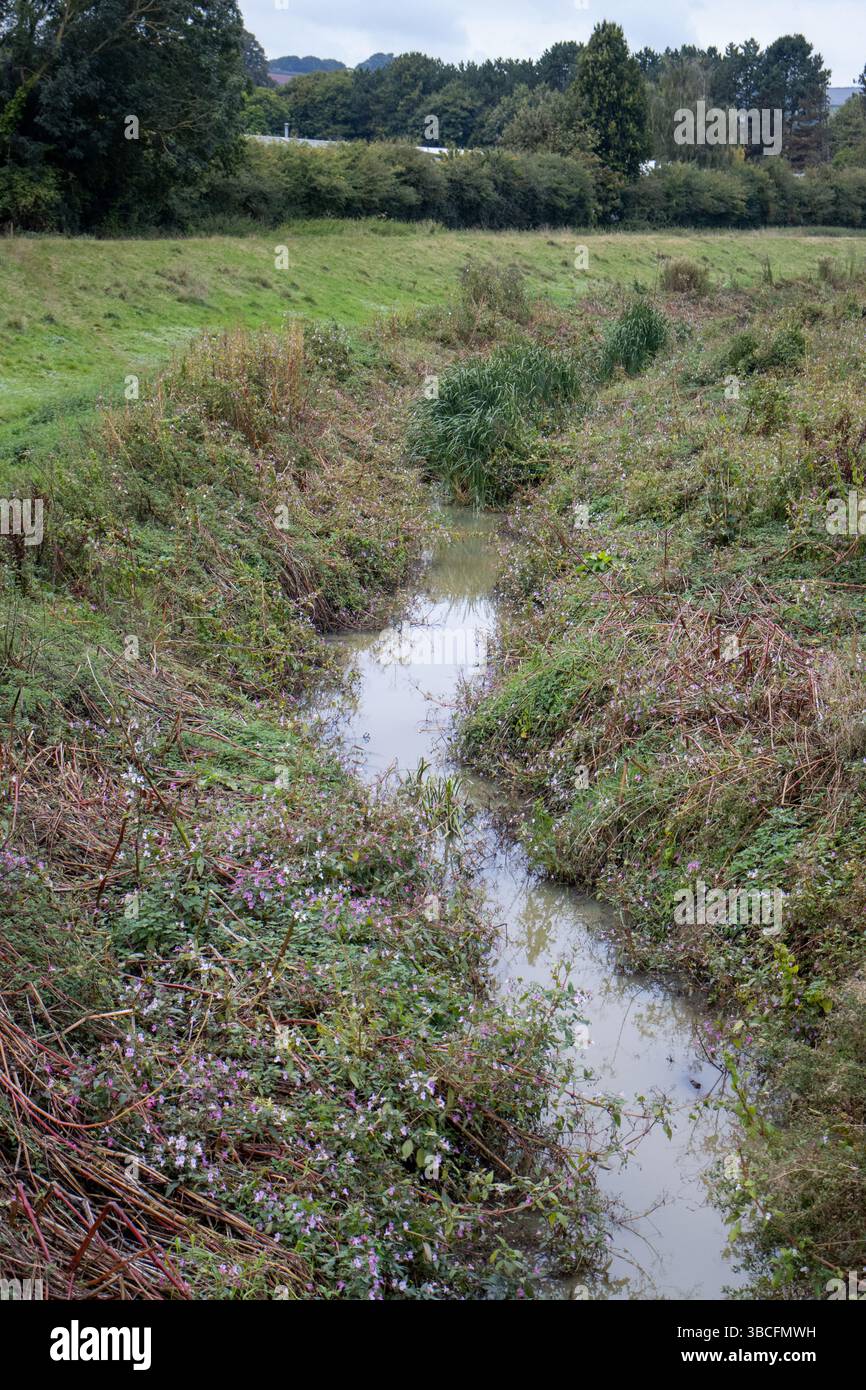 dirty water filled channel with low cut grass and weeds Stock Photo - Alamy