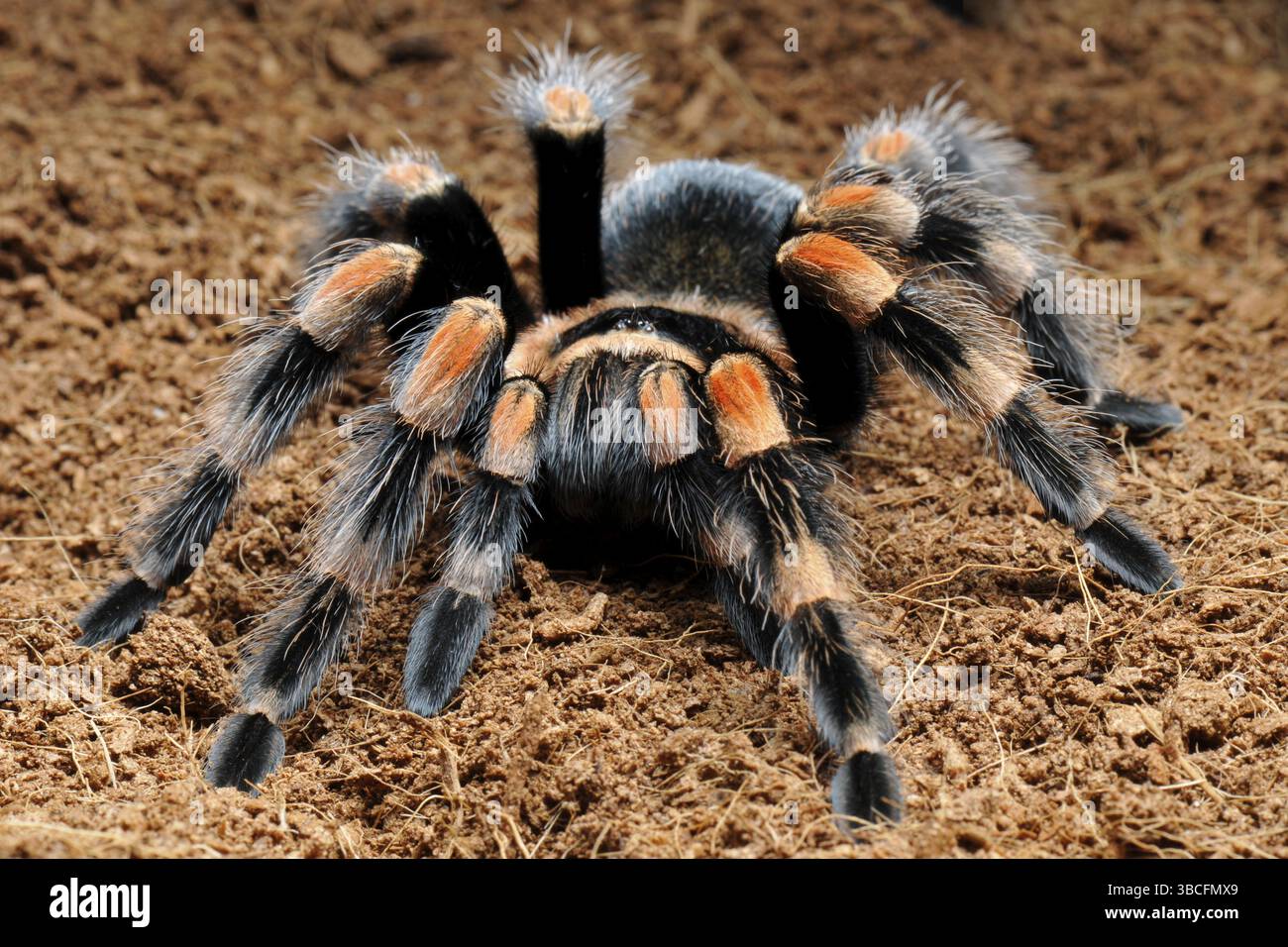 Mexican redknee tarantula (Brachypelma smithi Stock Photo - Alamy
