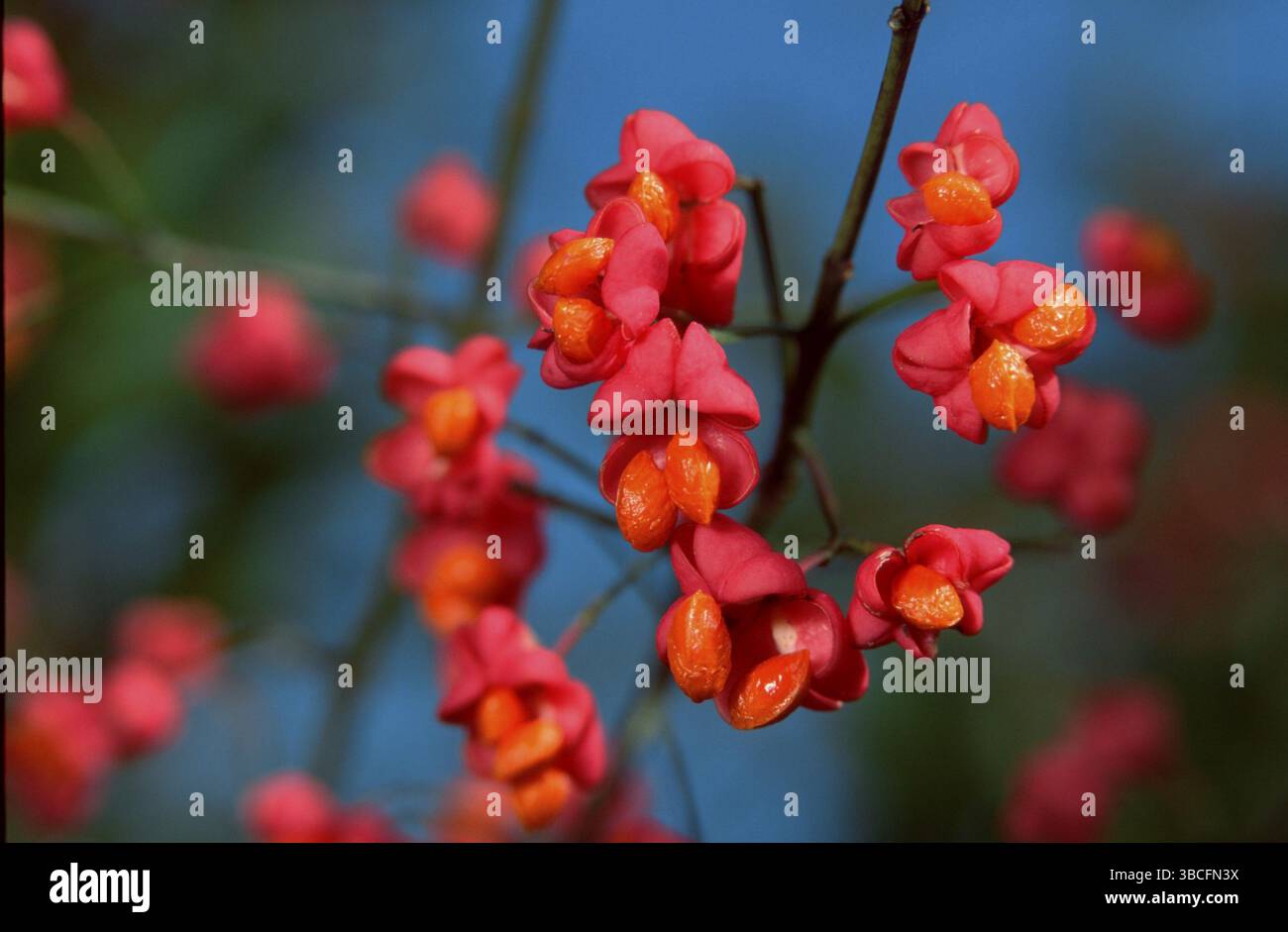 Spindle-tree (Euonymus europaeus) fruits, Pfaffenhuetchen, Fruechte ...