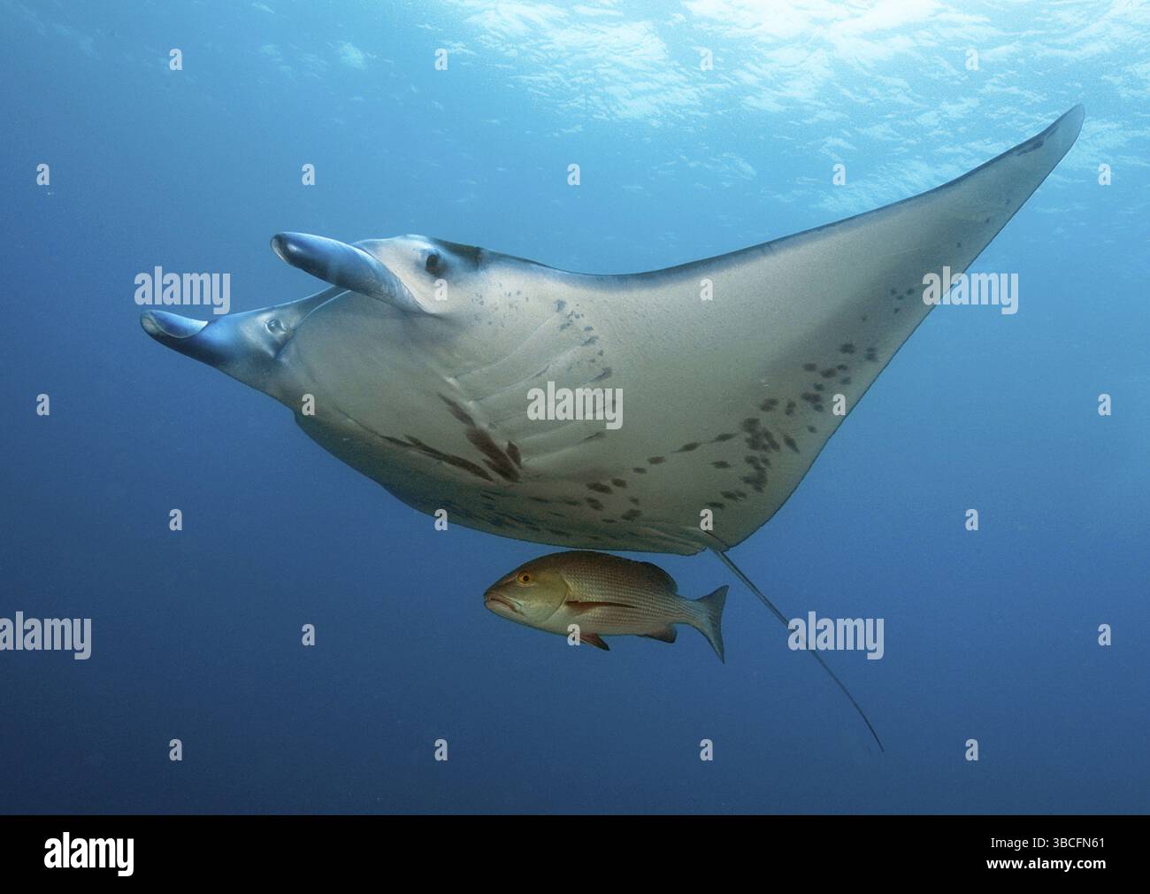 Manta ray, Yap (Manta birostris) (Manta), Devil ray, Giant ray, Exempt ...