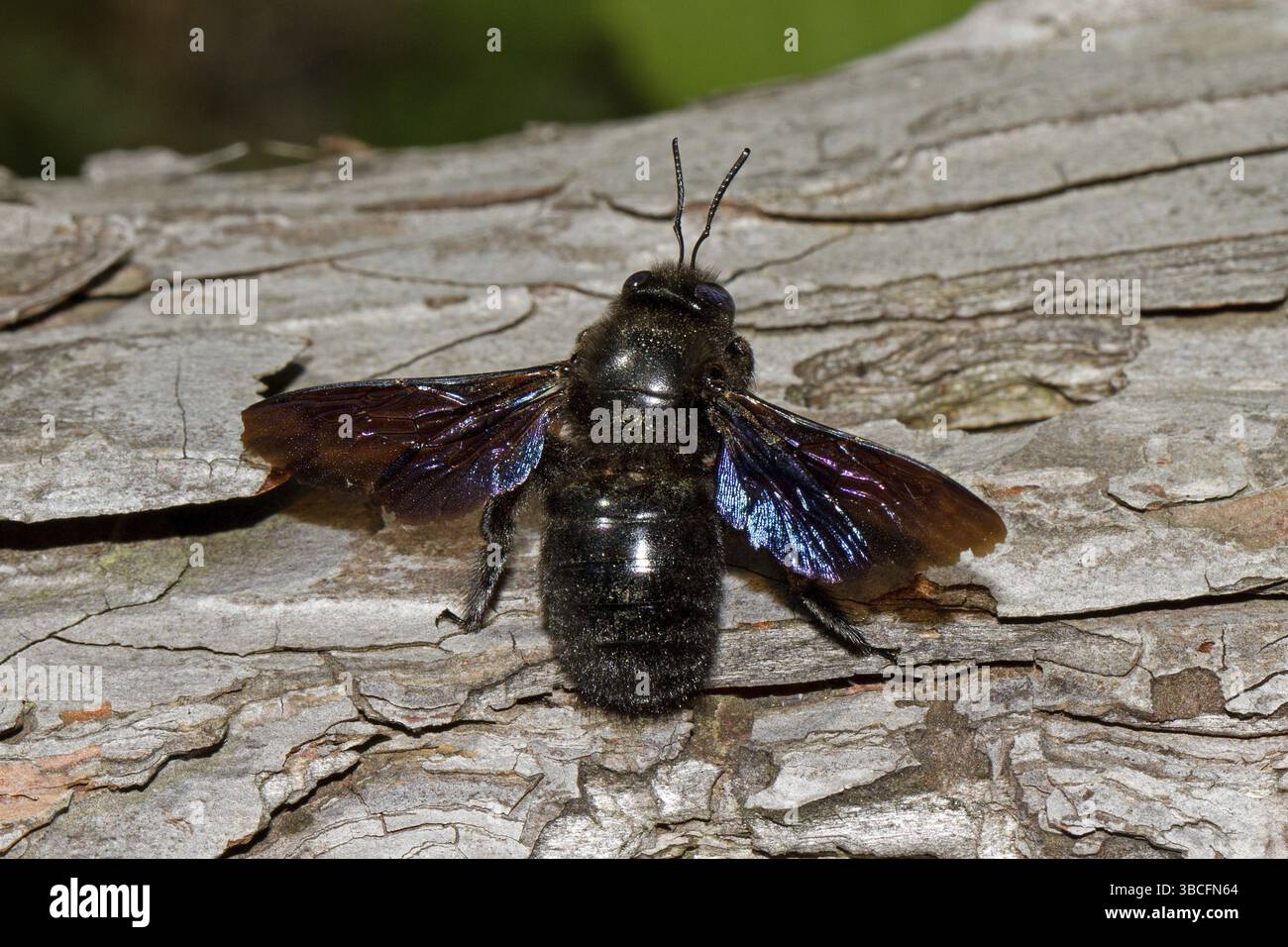 Purple violet carpenter bee (Xylocopa violacea Stock Photo - Alamy