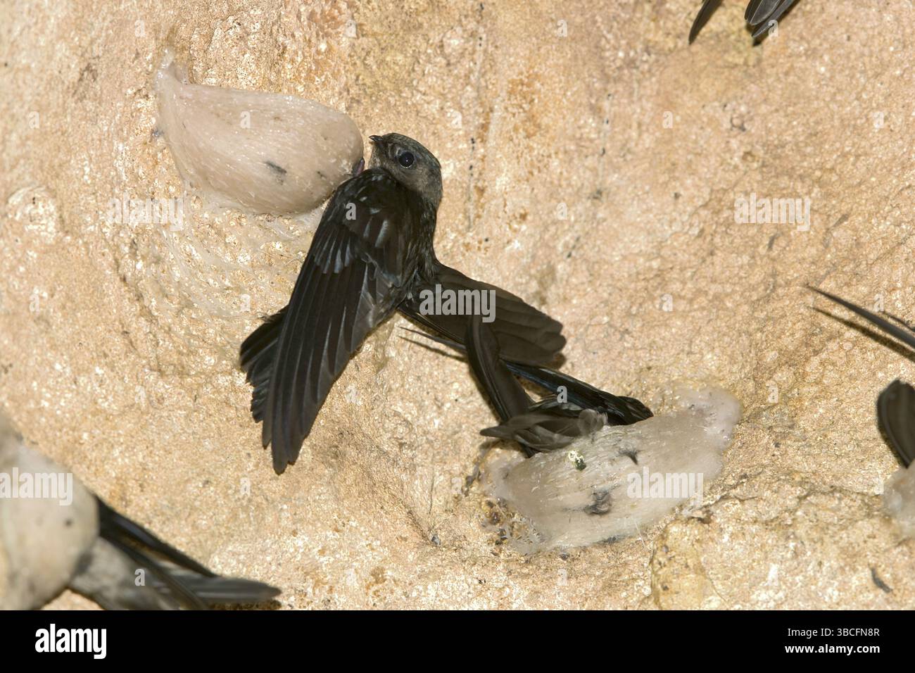 Edible-nest swiftlet (Aerodramus fuciphagus), edible nest, Challis Ek ...