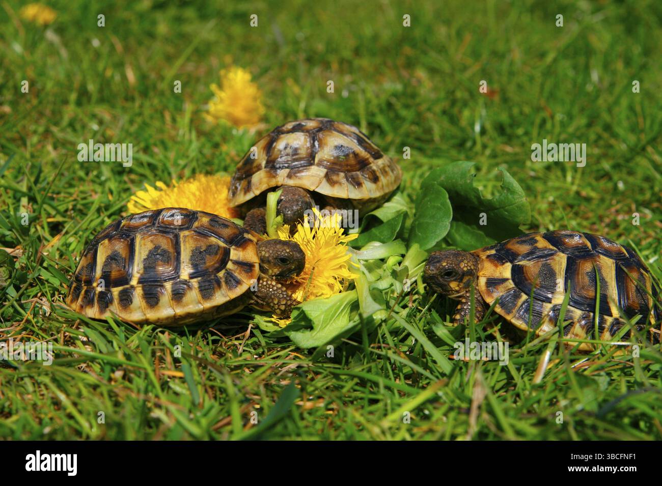 Greek tortoises eat dandelions (Testudo hermanni boettgeri), Greek ...
