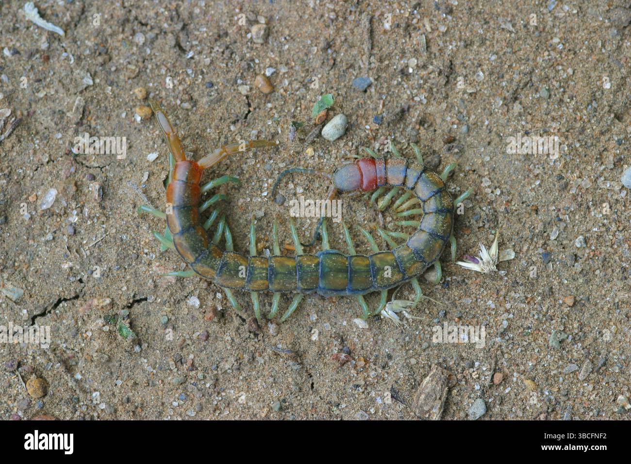 Milipede, centipede, centipede, centipede, Nyanyagachor, Sudan, Africa ...