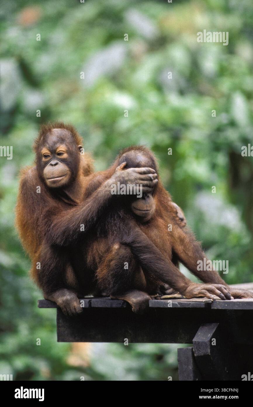 Young Bornean orangutans, Kalimantan, Borneo (Pongo pygmaeus pygmaeus ...