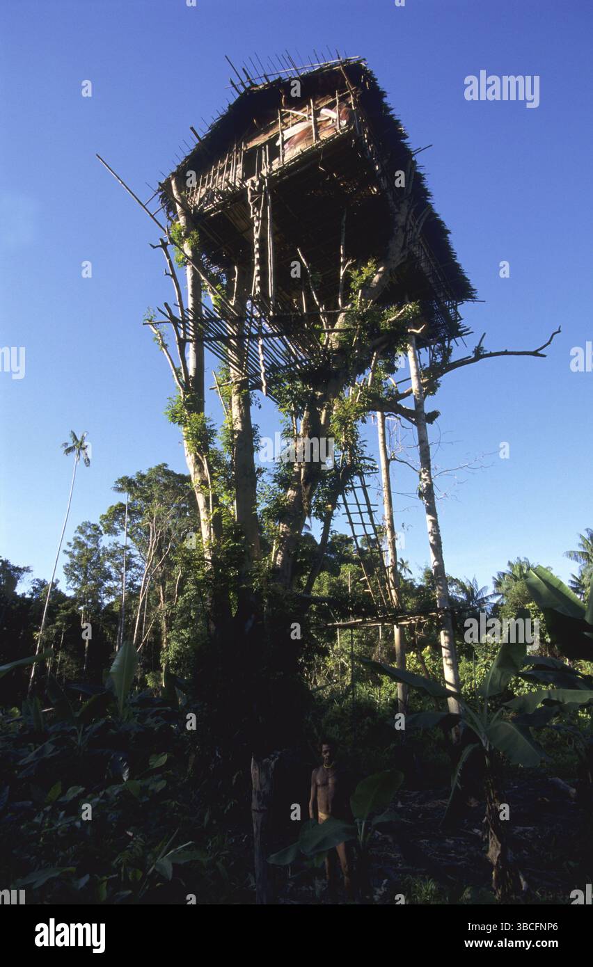 Traditional tree house, Korowai people, West Papua, West New Guinea ...