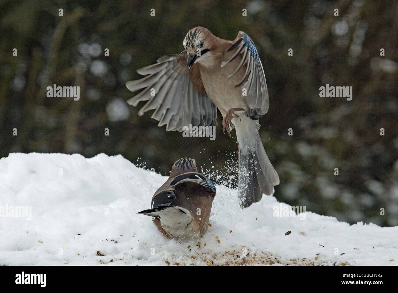 Garrulus glandarius spread wings hi-res stock photography and images ...