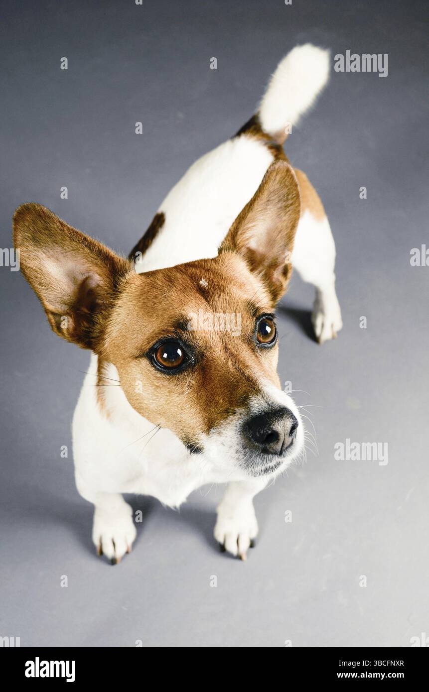 Jack russell terrier dog head hi-res stock photography and images - Alamy