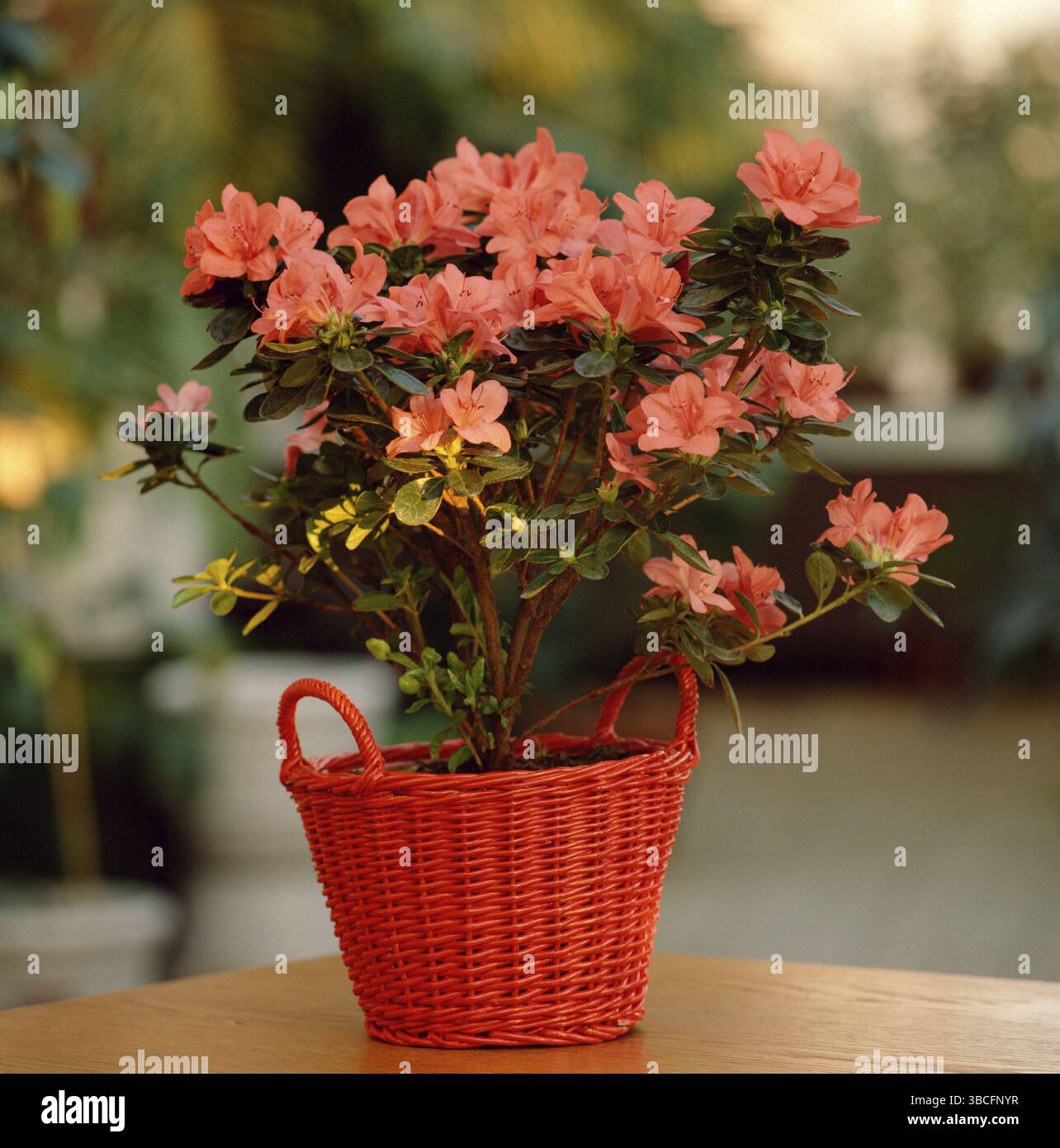 Rhododendron (shrubs) (Rhododendron obtusum), indoor azalea, shrubs ...