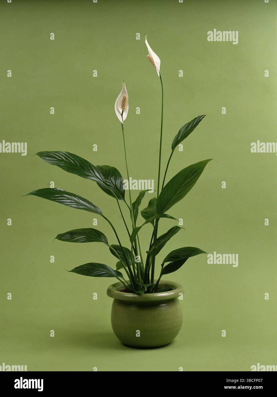 Peace Lily (Spathiphyllum wallisii), monocot, ornamental flower pot ...