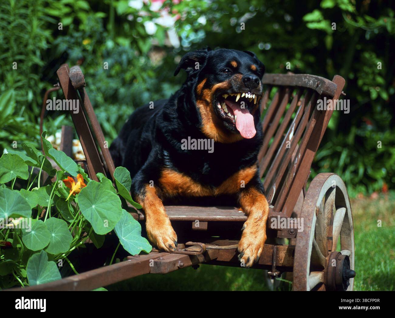 Rottweiler bares its teeth, threatens, menacing, snarling, growling ...