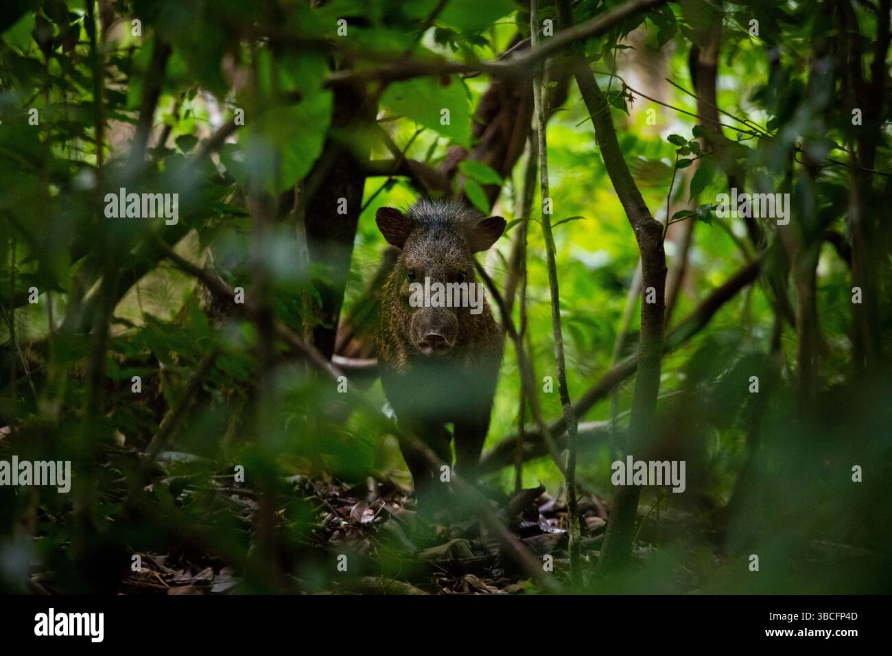 A Collared Peccary, Pecari tajacu, inside the dense rainforest of Cerro ...