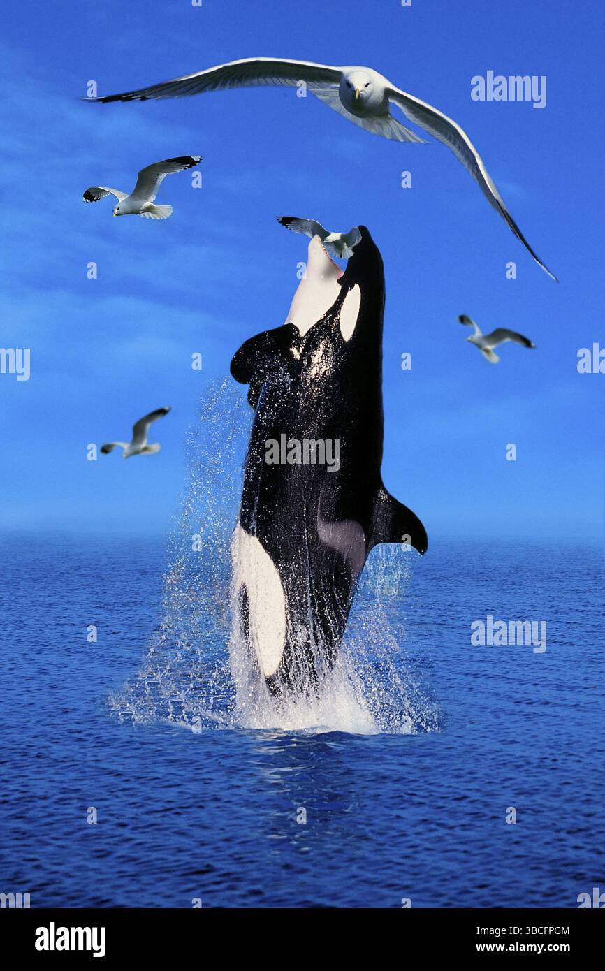 Orca, Killerwhale catches Gull, killer whale (Orcinus orca) catches ...