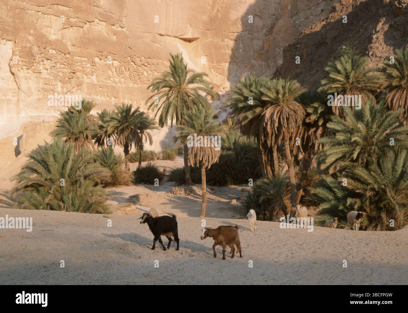 Domestic goats in oasis, Sinai desert, goat, goats, Egypt, Africa Stock ...