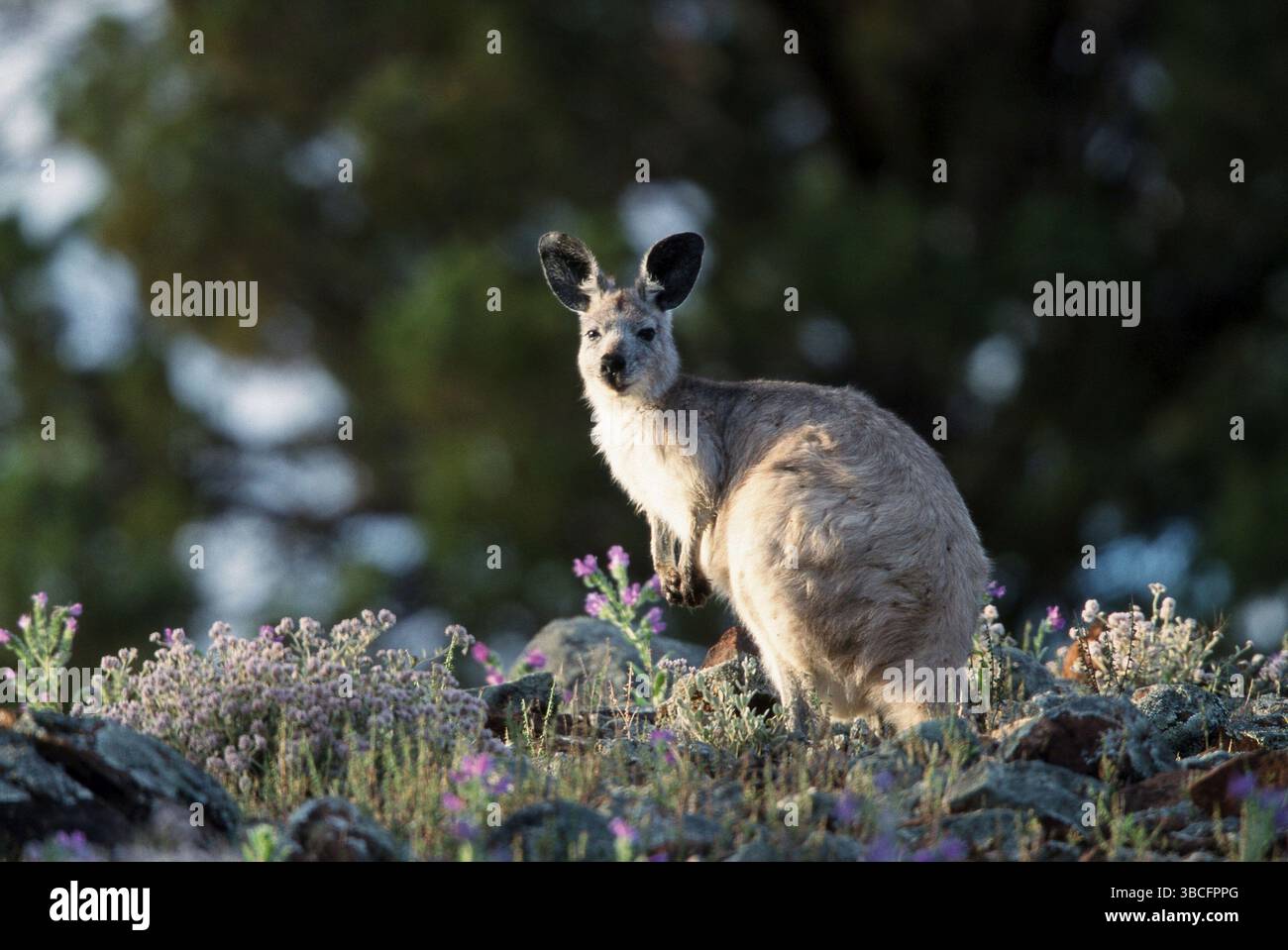 Common Wallaroo (Macropus robustus), Flinders Range national park ...
