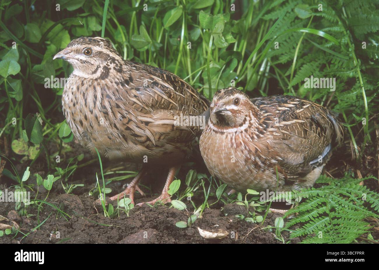 European quail (Coturnix coturnix), pair, European quail Stock Photo ...