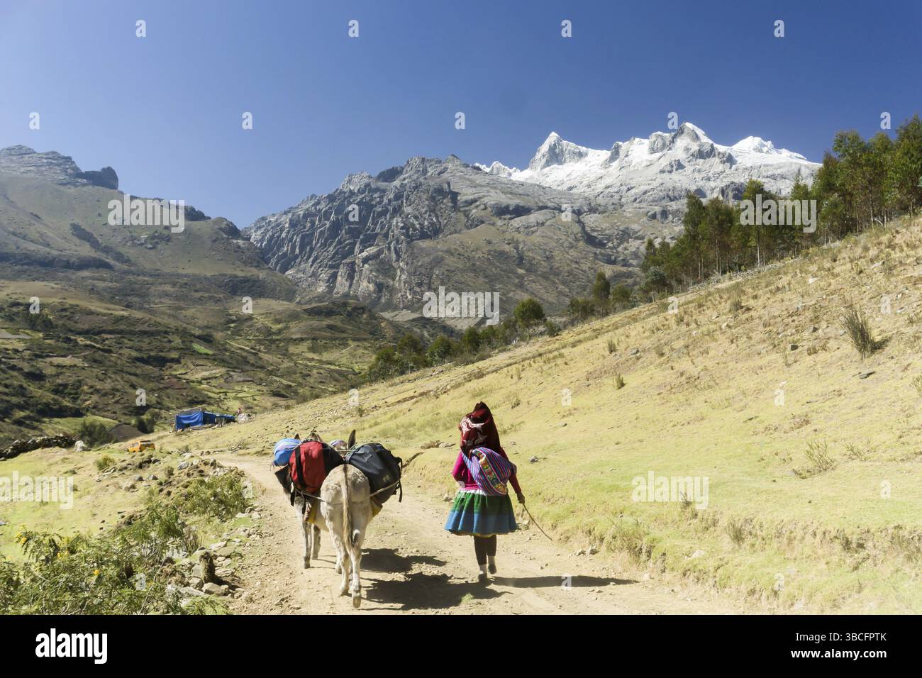 Indio donkey driver carrying climbing expedition material in Peru to a remote base camp in the ...