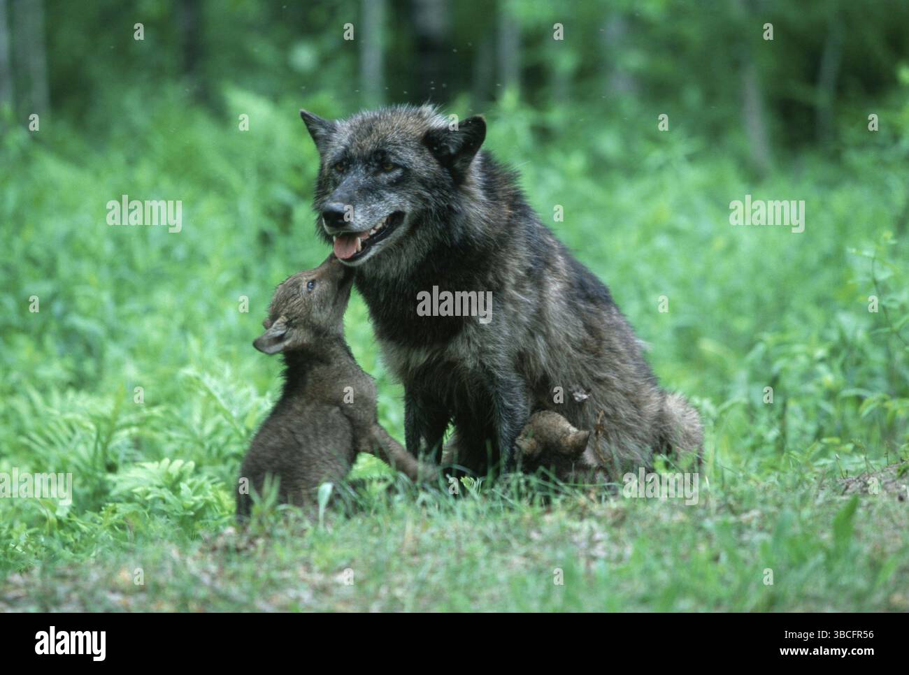 Timber Wolf with cubs (Canis lupus), Timber-Wolf mit Jungtieren, cub ...