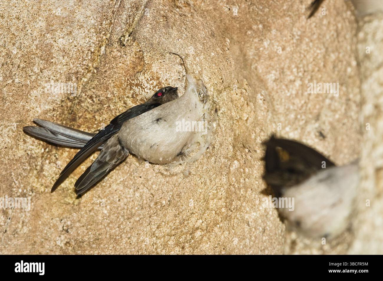 Edible-nest swiftlet (Aerodramus fuciphagus), edible nest, Challis Ek ...