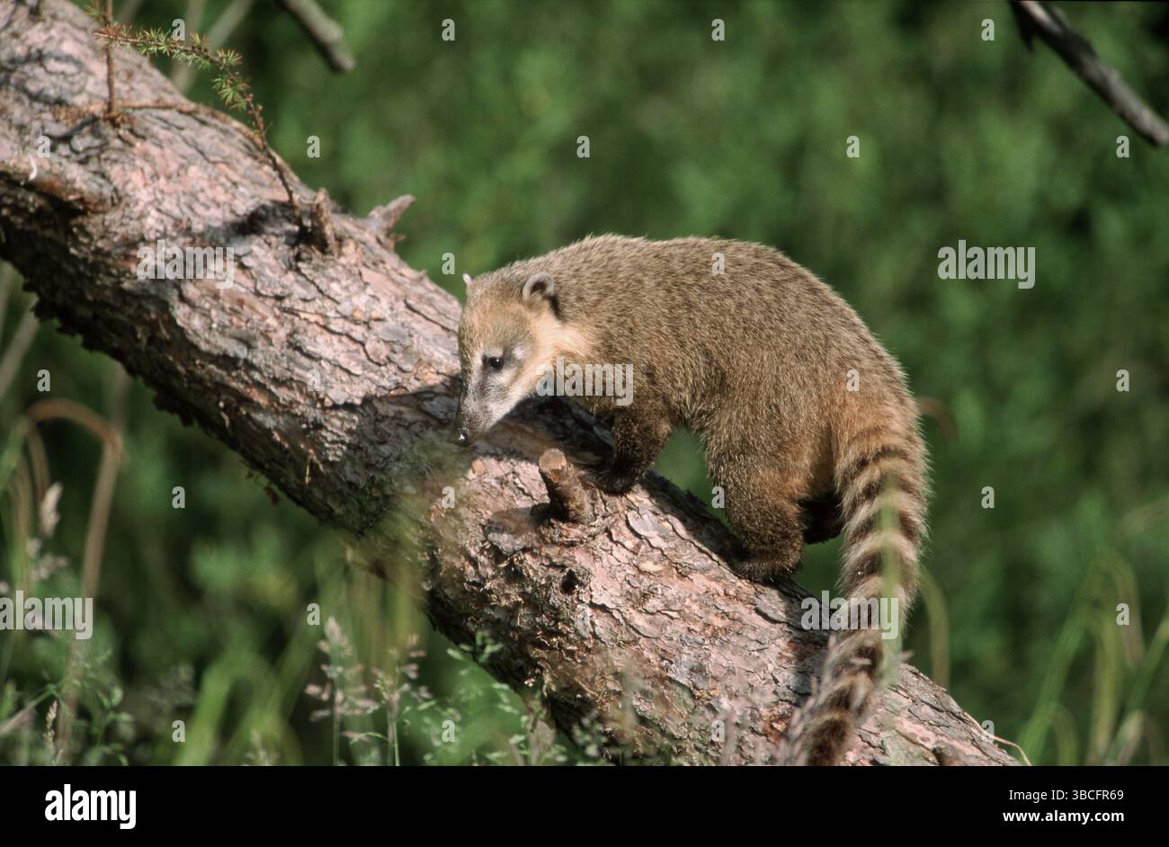 Ring-tailed Coati (Nasua nasua Stock Photo - Alamy