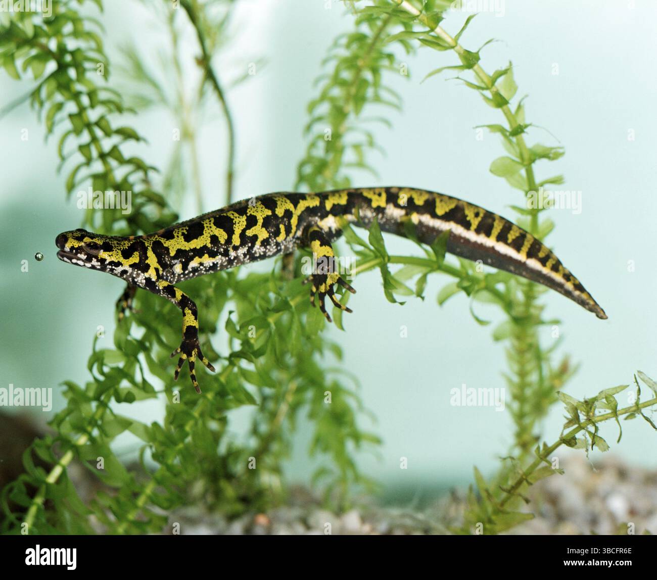 Marbled newt (Triturus marmoratus), detachable, lateral Stock Photo - Alamy